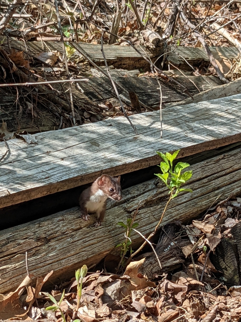 Long-tailed Weasel from Caretaker Residence, Ann Arbor, MI 48104, USA ...