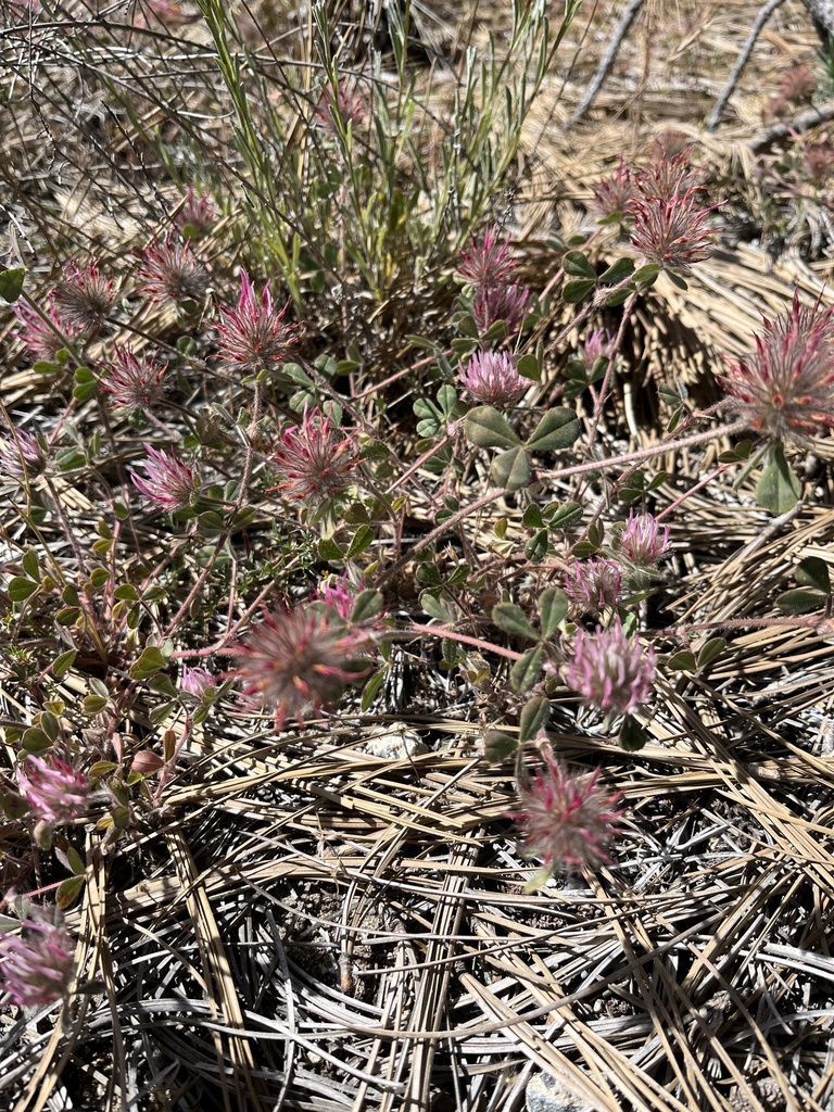 Rose Clover from The Dunes on Monterey Bay, Seaside, CA, US on May 11 ...