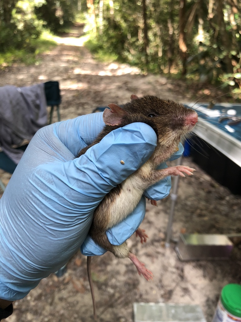 Gaumer's Spiny Pocket Mouse from Othón P. Blanco, QROO, MX on March 6 ...