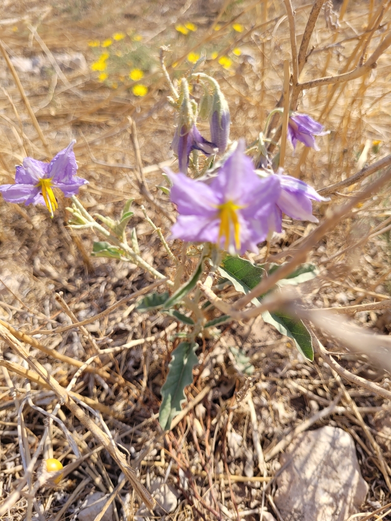 silverleaf nightshade from Oil Center, NM 88240, USA on May 13, 2022 at ...