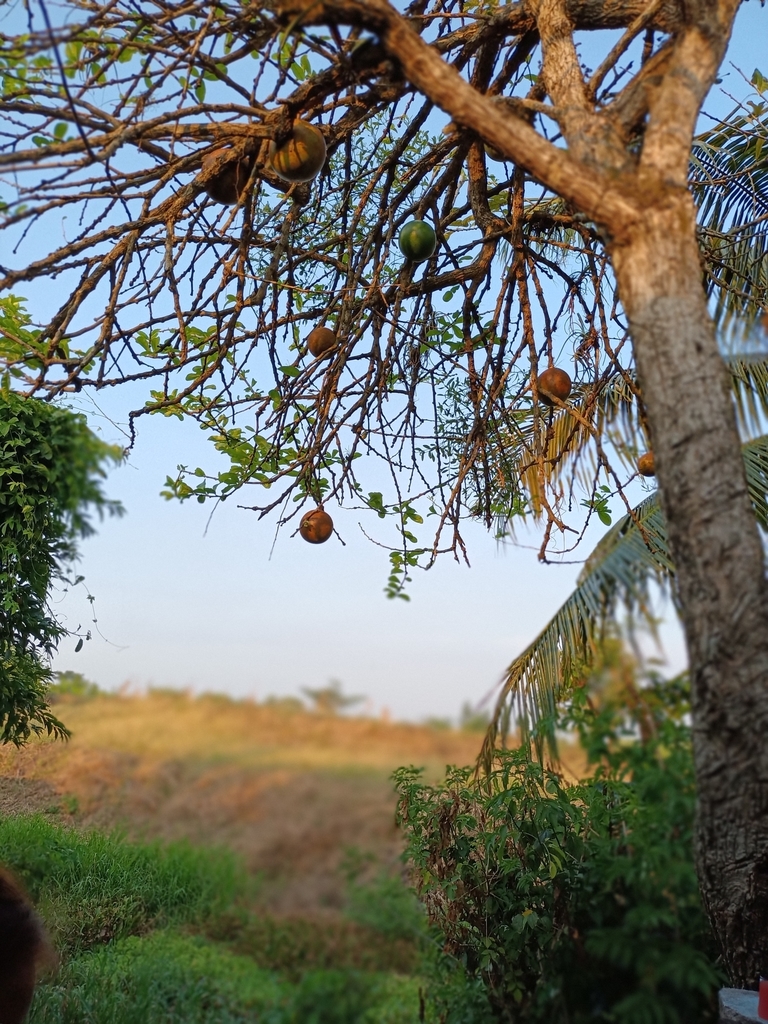 Calabash Tree from Carlos A. Madrazo Pob C 41, Carlos A. Madrazo Pob. C ...