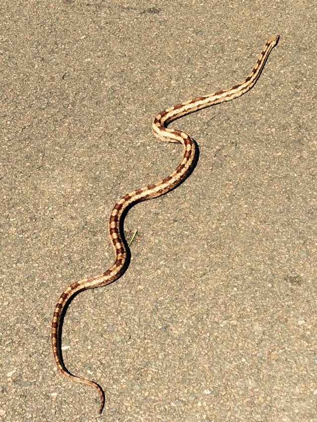 Eastern/Gray Ratsnake Complex from Manatee Springs State Park ...