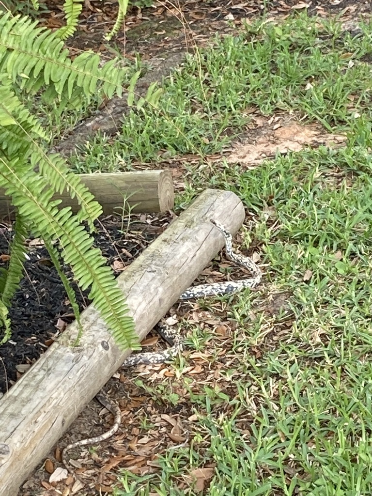 Buttermilk Racer from Summer Rain Dr, Conroe, TX, US on May 13, 2022 at ...