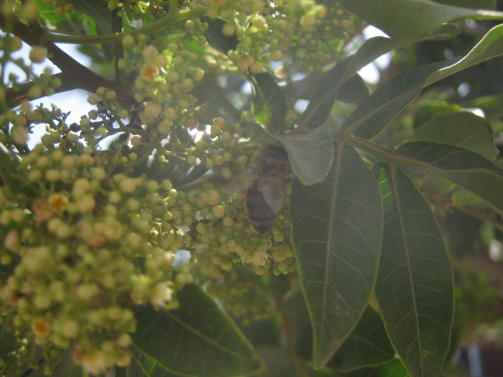 Western Honey Bee from Urb. Palomino, Cercado de Lima, Perú on April 29 ...