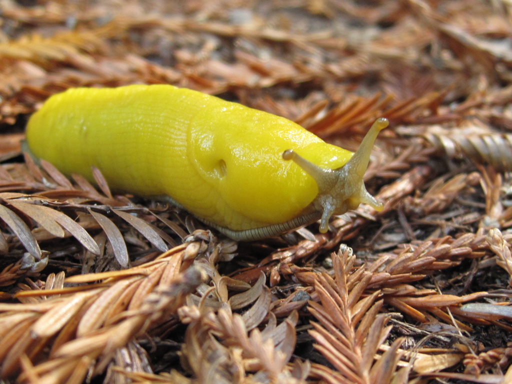Southern Pacific Banana Slug from Limekiln State Park on November 19 ...