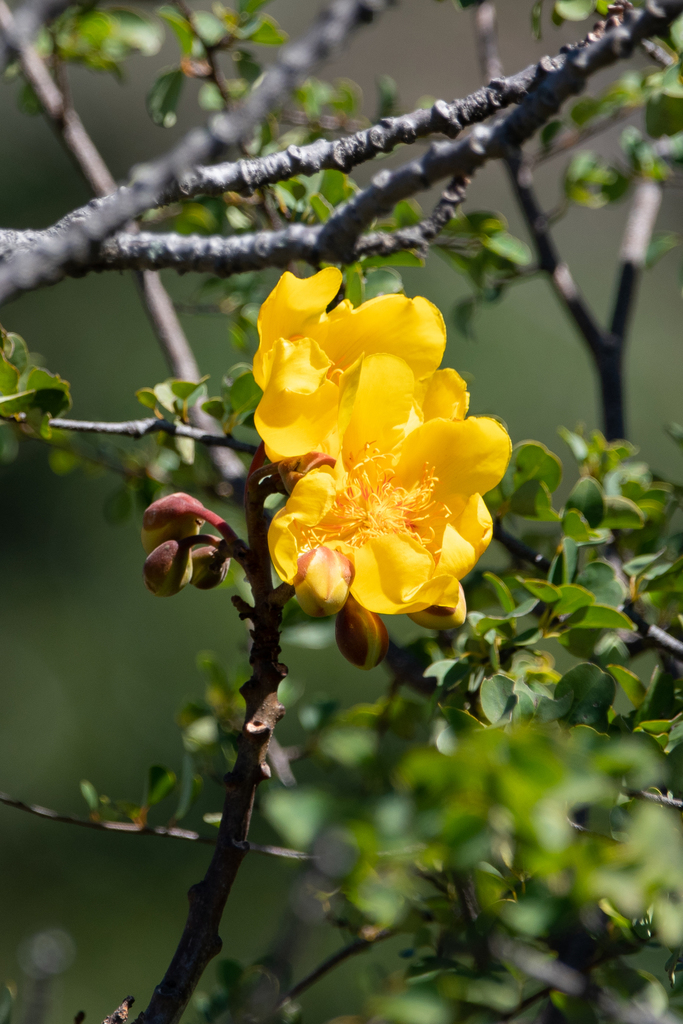 Buttercup Tree from Guanacaste Province, Costa Rica on December 23 ...