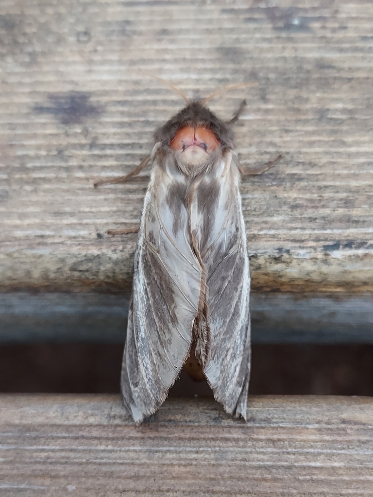 Oxycanus dirempta from Kinglake Police Station/Whittlesea - Kinglake Rd ...