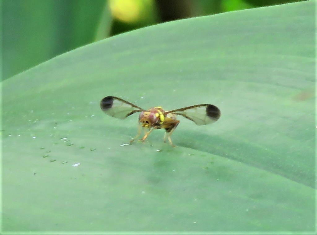 Cucurbit Fruit Flies from Lornie Rd, Singapore on May 14, 2022 at 09:23 ...