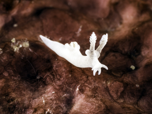 Trapania lemnalioides · iNaturalist