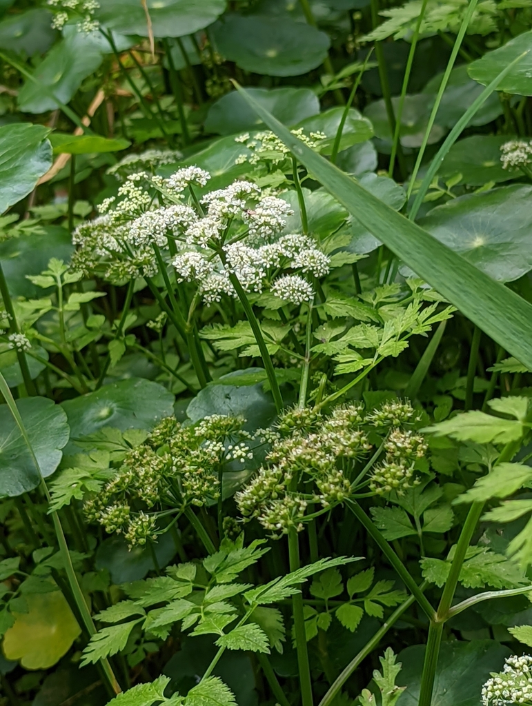 Java water-dropwort from 中国杭州市 邮政编码: 311101 on May 14, 2022 at 02:00 PM ...