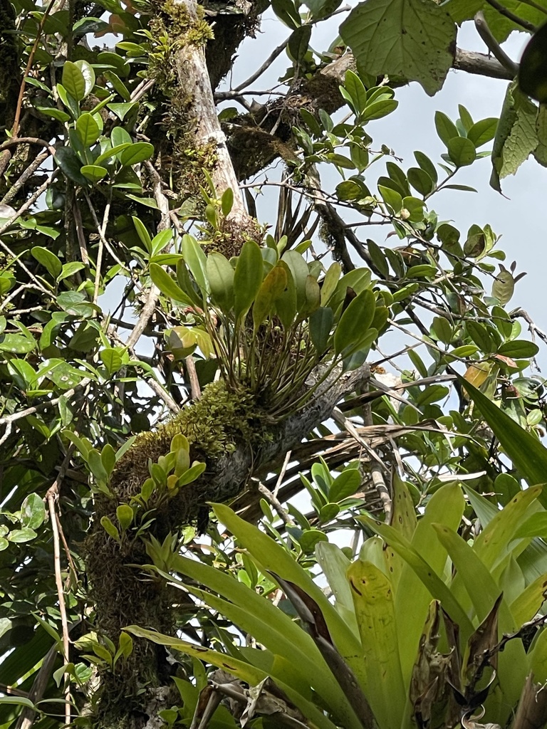 Pleurothallids from El Yunque National Forest, Río Grande, Puerto Rico, US on May 7, 2022 at 03: ...