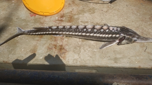 Esturión estrellado (Acipenser stellatus)