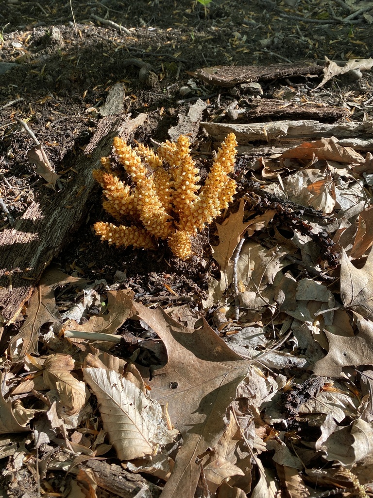 American cancer-root from North Chagrin Nature Center, Willoughby Hills ...