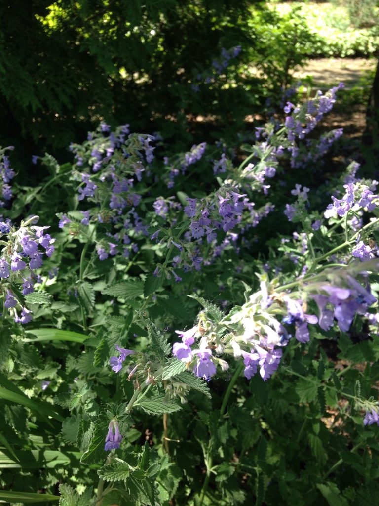 catmints from Verdun, Montréal, QC, CA on June 15, 2018 at 02:49 PM by ...