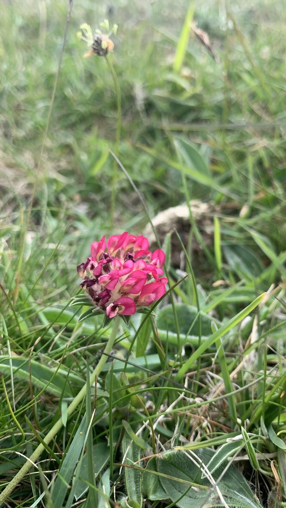Common Kidney-Vetch from Cornwall AONB, Helston, England, GB on May 14 ...