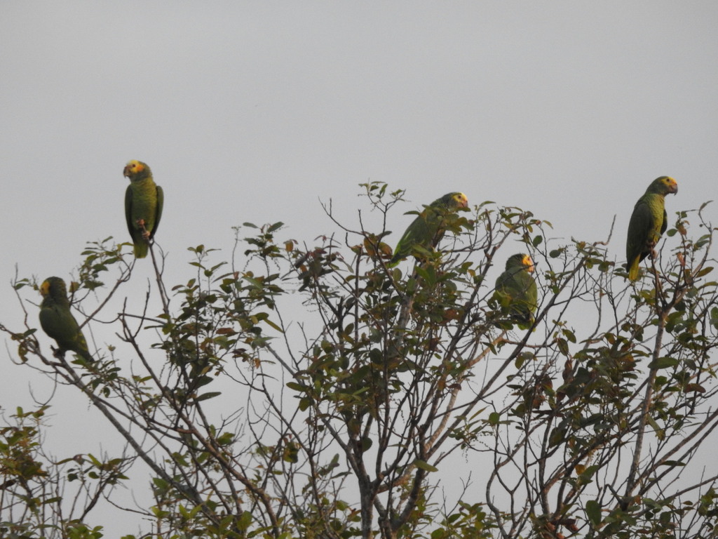 Yellow-faced Parrot in May 2022 by Erika Hingst-Zaher · iNaturalist