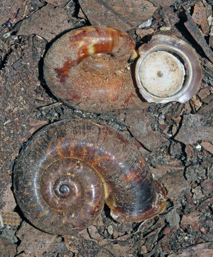 Cyclotus hungerfordi · iNaturalist