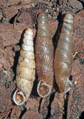 Filosa filosa · iNaturalist