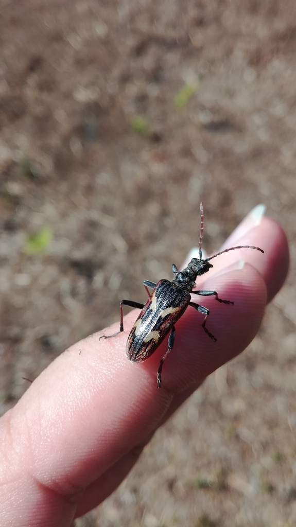 Two-banded Longhorn Beetle from Děčín, CZ-UK, CZ on May 14, 2022 at 04: ...