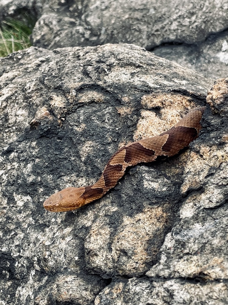 Eastern Copperhead in May 2022 by Abigail Goh · iNaturalist