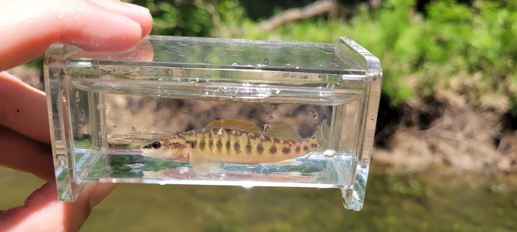 Slenderhead darter from Columbia, MO, USA on May 14, 2022 at 12:57 PM ...