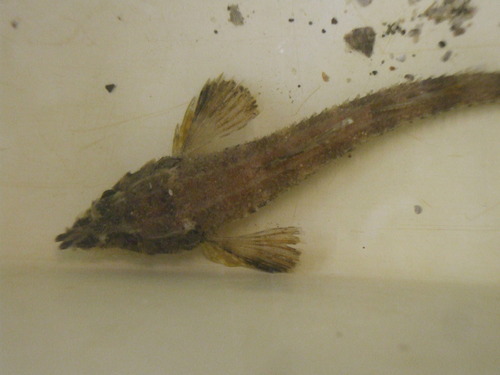 Observations by bitsyblatt · iNaturalist