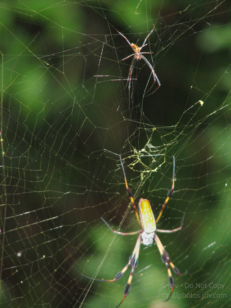 Golden Silk Spider from Jefferson Davis County, US-LA, US on August 13 ...