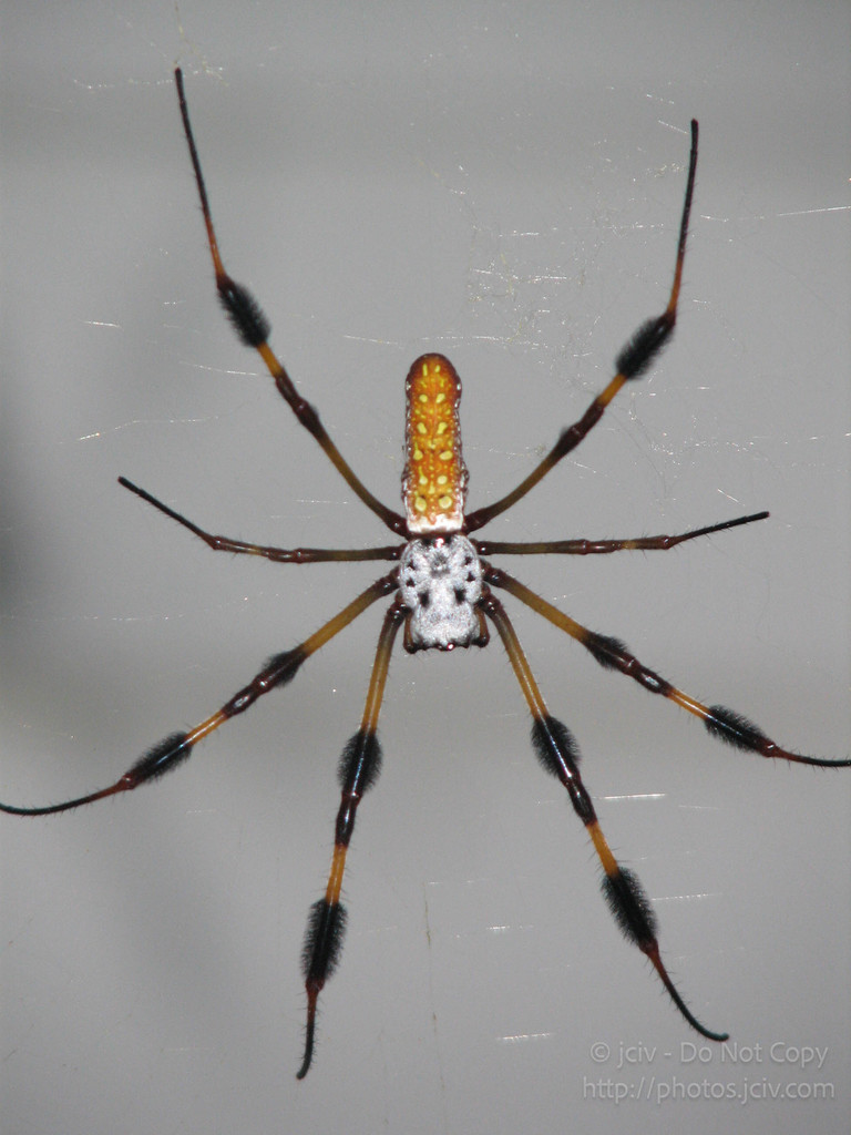 Golden Silk Spider from Jefferson Davis County, US-LA, US on July 31 ...