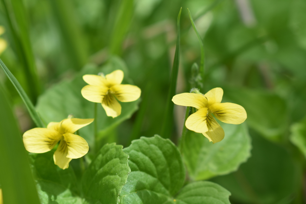 Smooth Yellow Violet from Mississauga, ON, Canada on May 14, 2022 at 12 ...