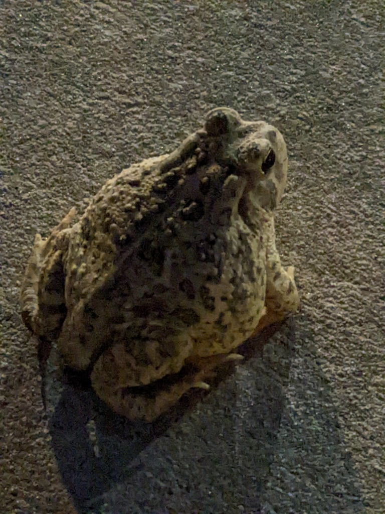 Woodhouse's Toad from Midlothian, TX, USA on May 14, 2022 at 08:53 PM ...