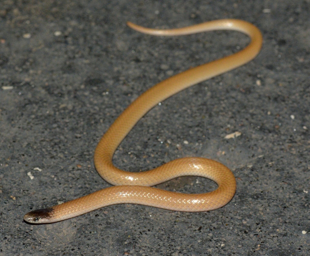 Plains Black-headed Snake from 311 N Main St, Zenda, KS, US on June 11 ...