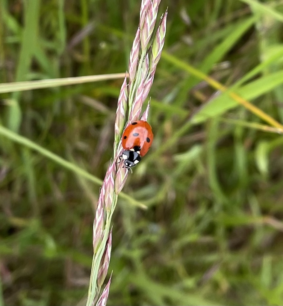 Seven-spotted Lady Beetle from 25th Ave W, Seattle, WA, US on May 14 ...