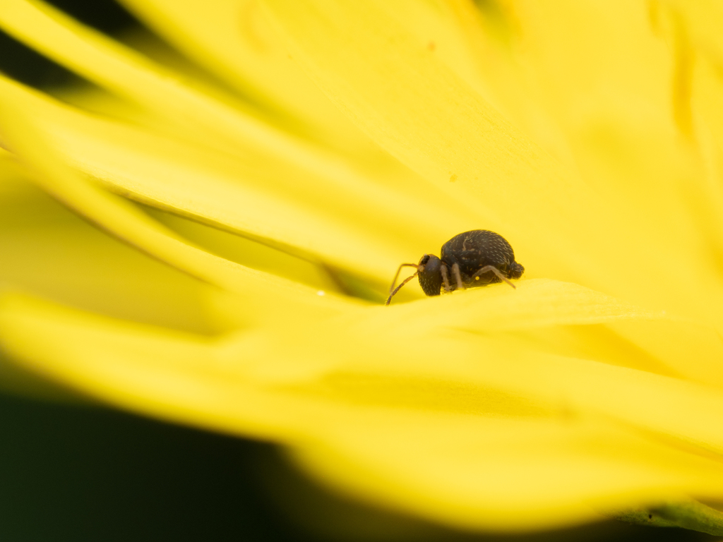 Garden Springtail from Wauwatosa, WI, USA on May 14, 2022 at 02:22 PM ...