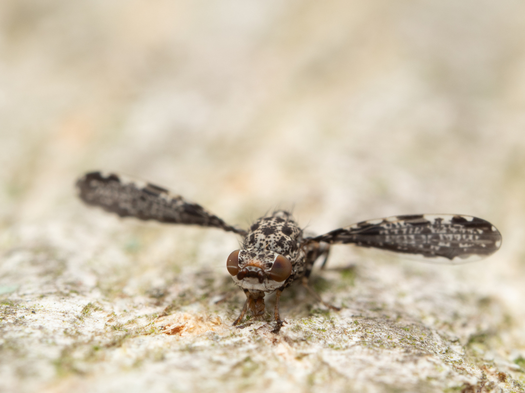 Callopistromyia strigula from Wauwatosa, WI, USA on May 14, 2022 at 03: ...