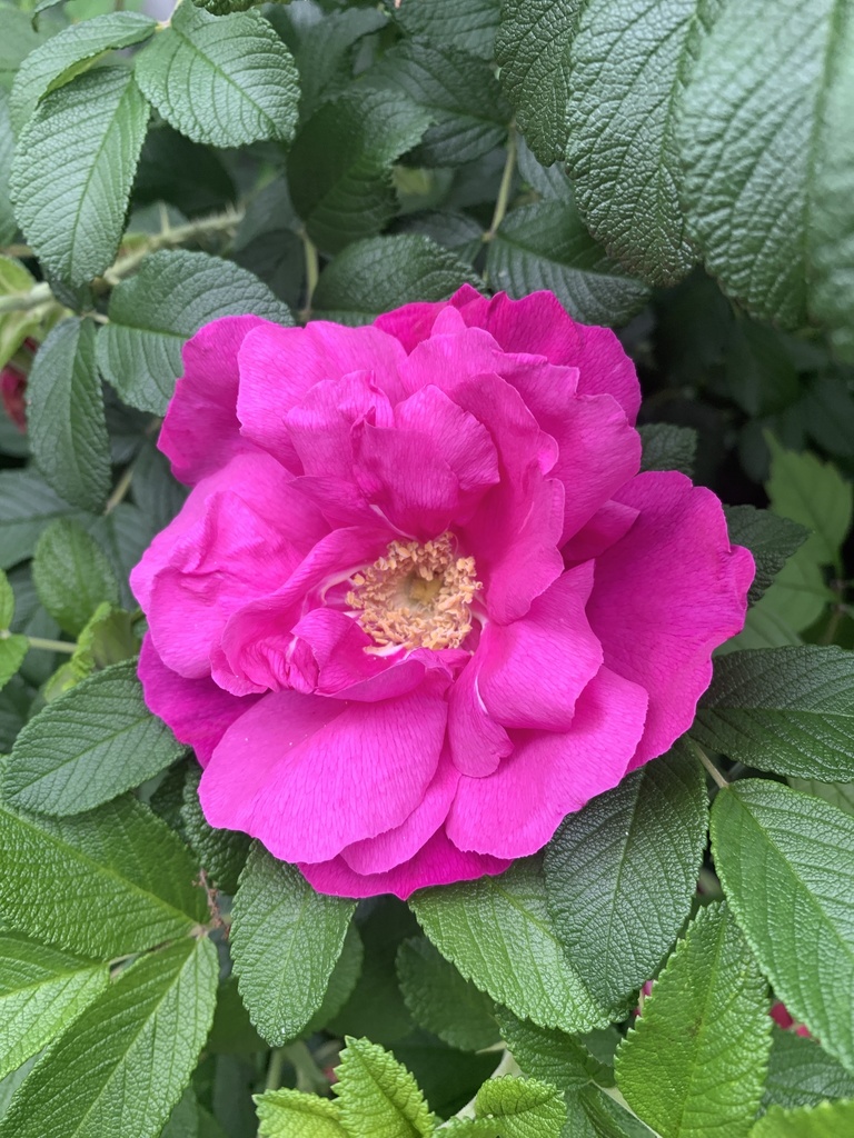 roses from Musashisakai-dori Avenue, Musashino, Tokyo, JP on May 15 ...