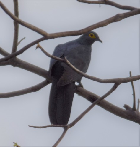 Slaty Cuckoo-Dove (Turacoena modesta) · iNaturalist