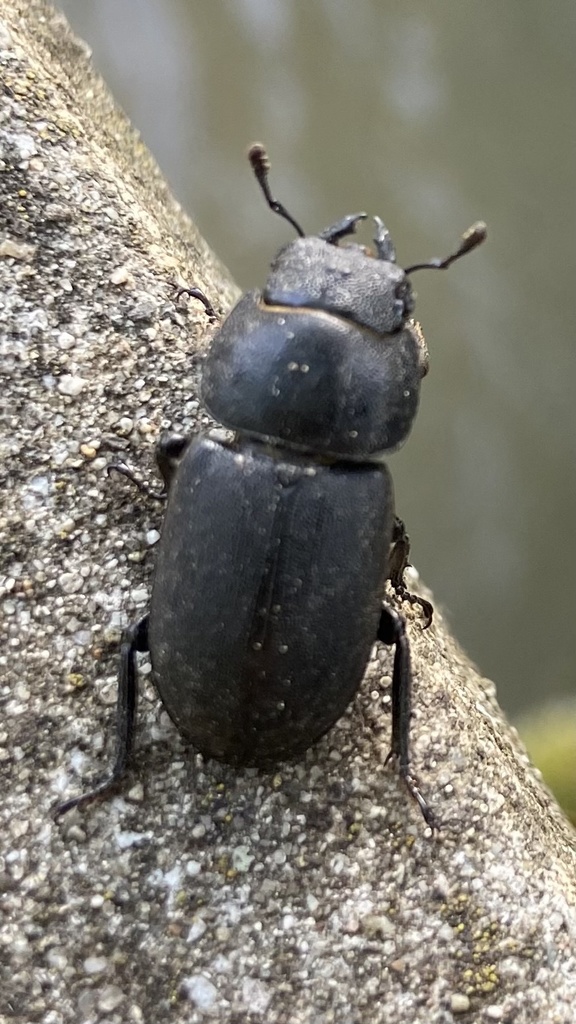 Lesser Stag Beetle from Chemin de la Pra, Herbeys, Rhône-Alpes, FR on ...