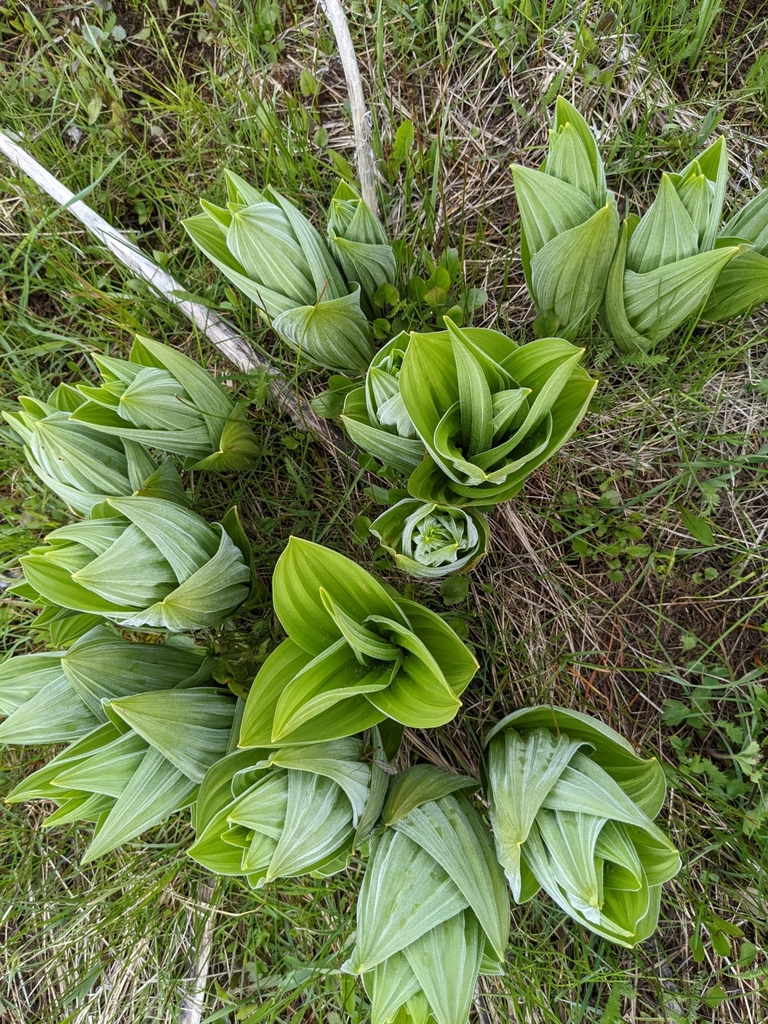Corn Lily from Bates, OR 97817, USA on May 14, 2022 at 05:01 PM by ...