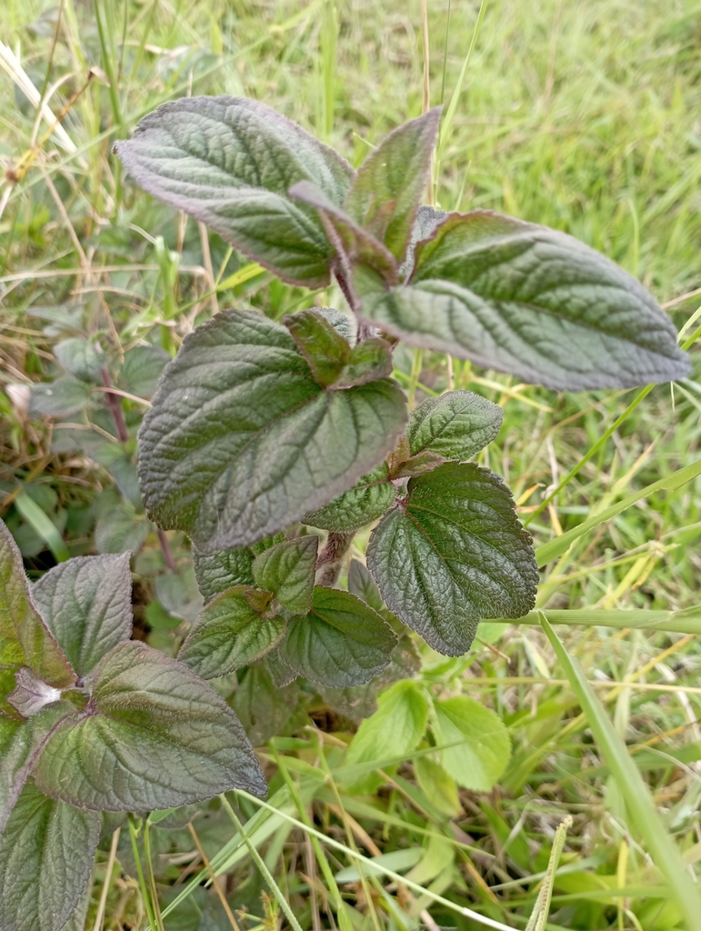 billygoat weed from Jl. Wisata Alam Danau Tamblingan, Desa Munduk ...