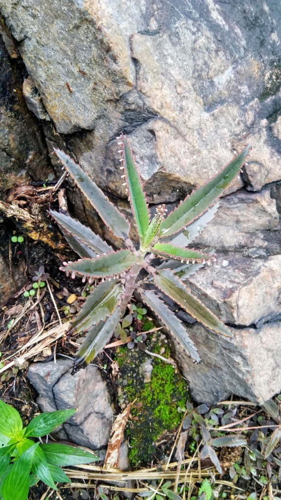 Kalanchoe × houghtonii from Sha Wan Drive on May 15, 2022 at 12:08 PM ...