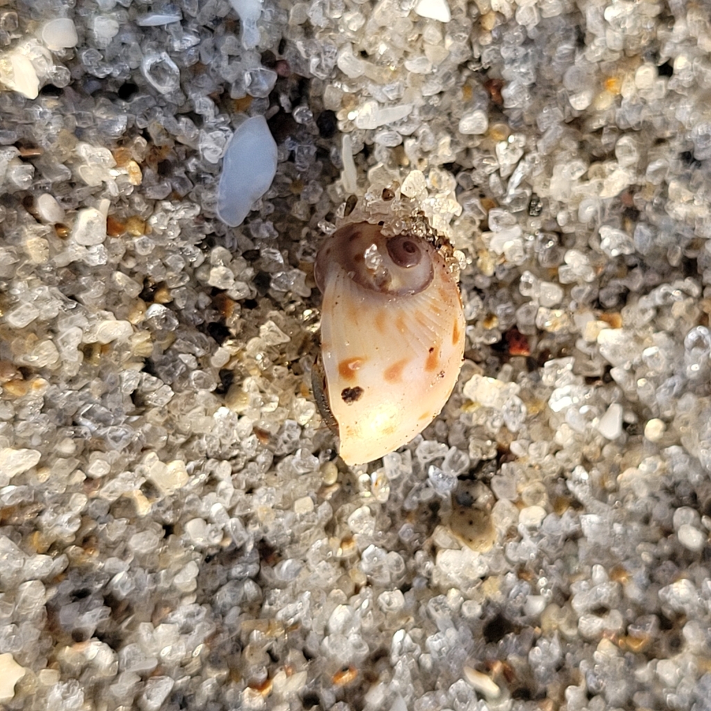 Natica broderipiana from San Carlos, Panamá on May 15, 2022 at 06:31 AM ...