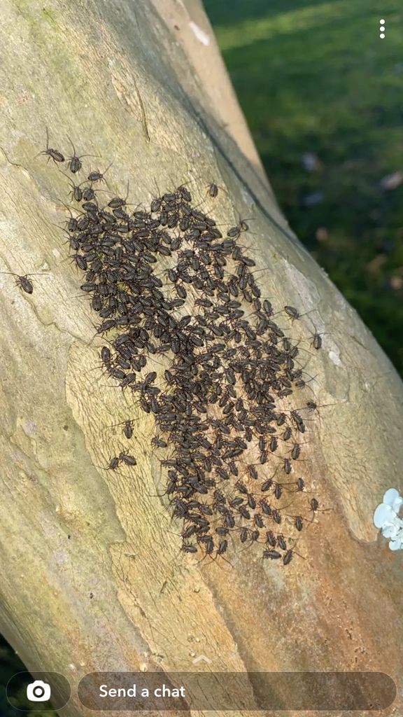 Tree Cattle from Kountze, TX, US on May 8, 2022 at 07:22 PM by Josie ...