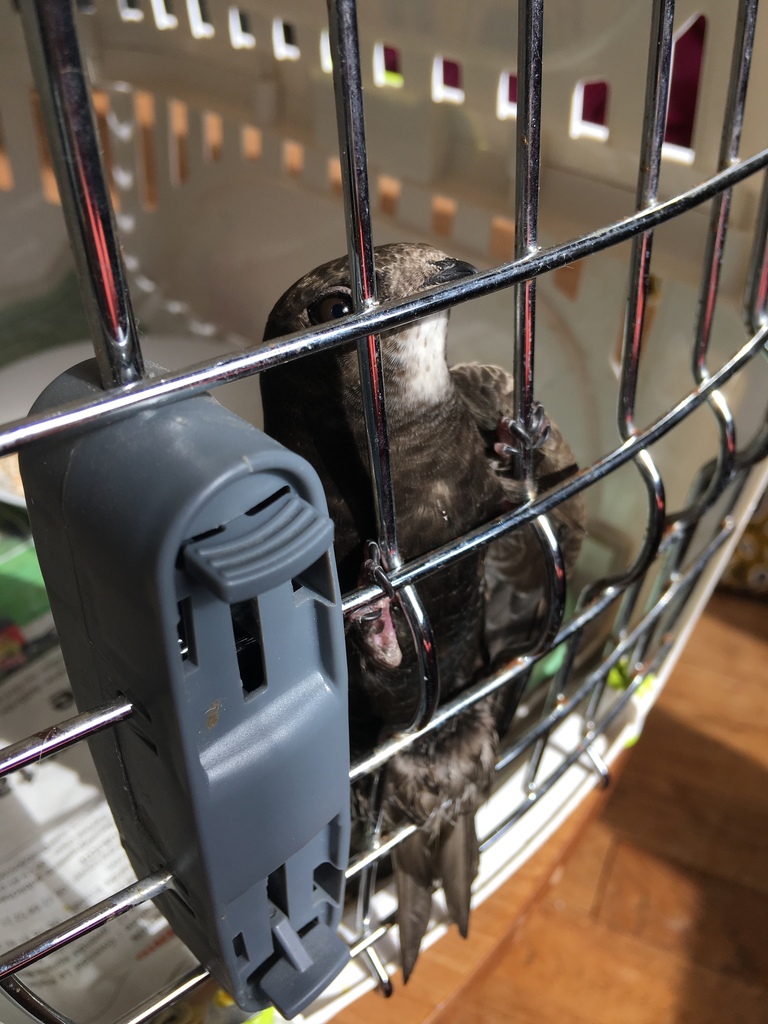 Common Swift from 105 Rue de Châtillon, Rennes, Brittany, FR on June 16 ...