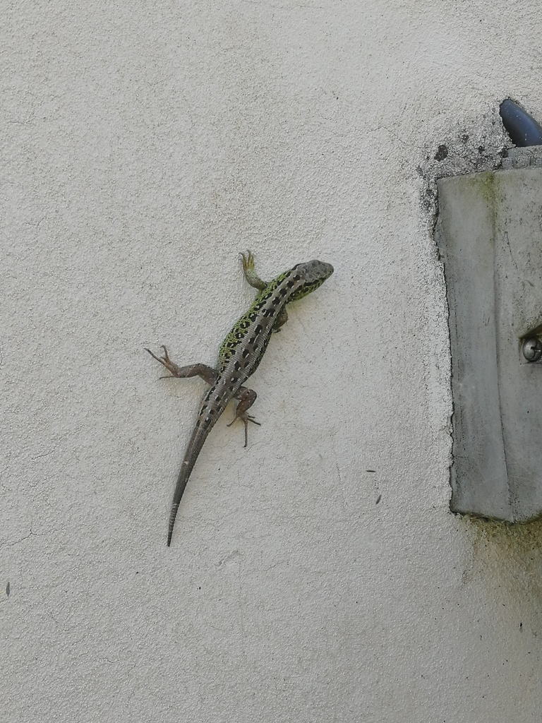 Sand Lizard from Podelhota on May 15, 2022 at 03:24 PM by Eliška ...