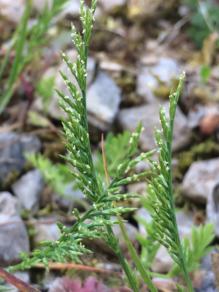 Fern-grass from Batalha, Portugal on May 14, 2022 at 05:08 PM by Josué ...