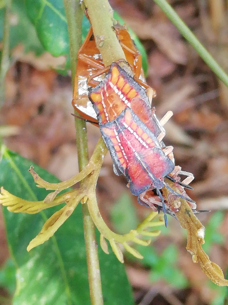 Lychee Stink Bug from Islands, HK on June 16, 2018 at 11:36 AM by ...