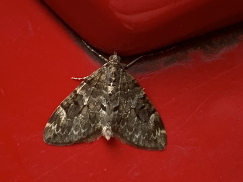 Thera from Isle of Man, Peel, Isle of Man, GB on May 03, 2022 at 07:57 ...