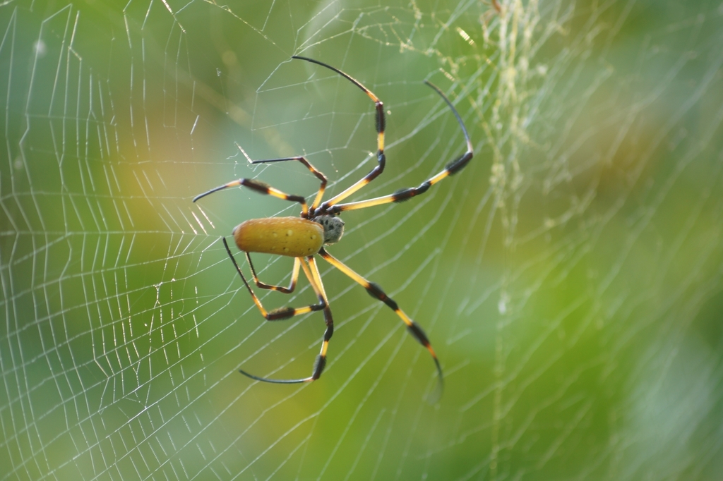 Golden Silk Spider from CH2W+FJJ, Politilly Bight, Honduras on May 14 ...