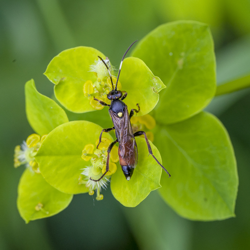 Género Spilothyrateles · iNaturalist Mexico
