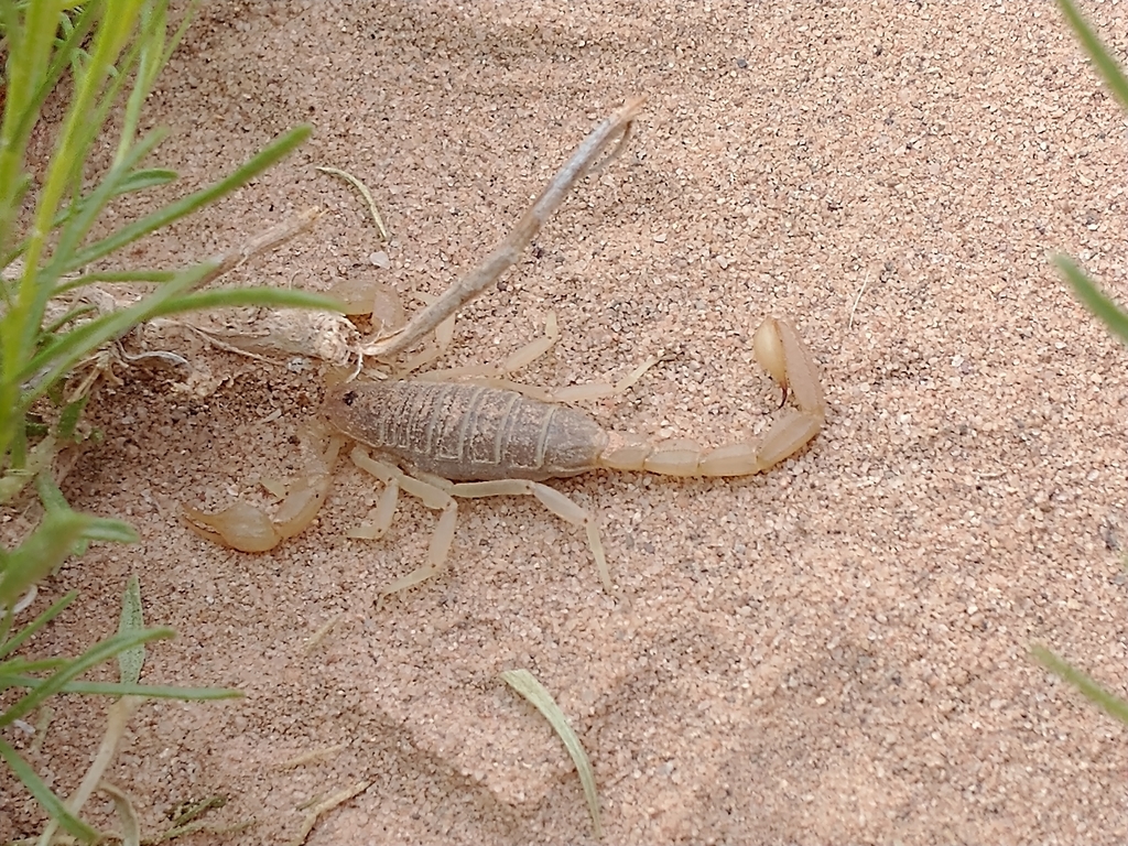 eastern sand scorpion from Mexican Hat, UT 84531, USA on April 26, 2022 ...